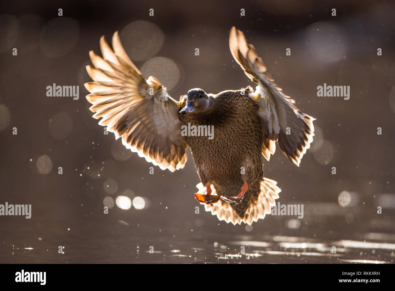 Female Mallard coming in for a landing in shallow water, decreasing her ...