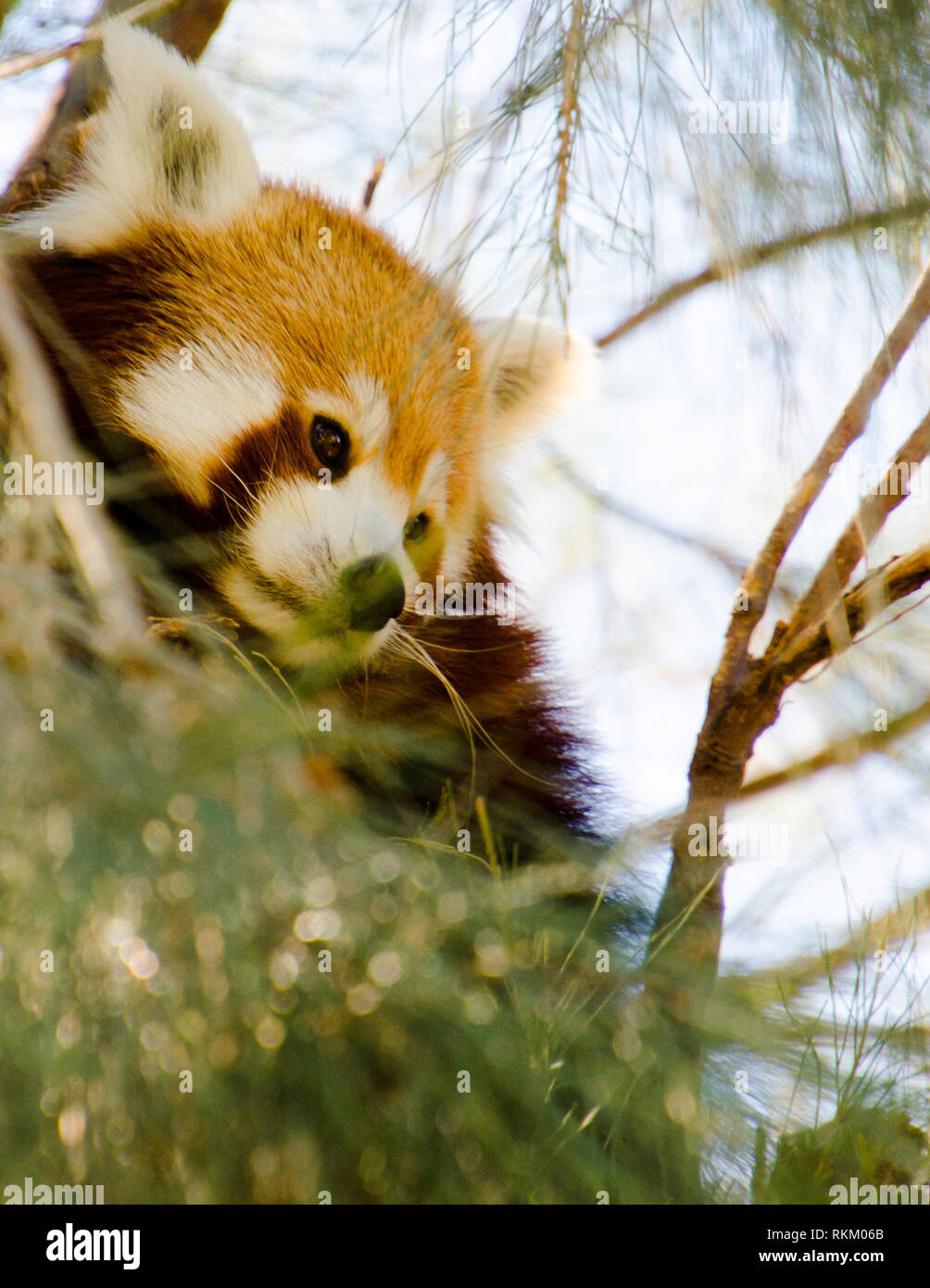 Red cat bear hi-res stock photography and images - Alamy