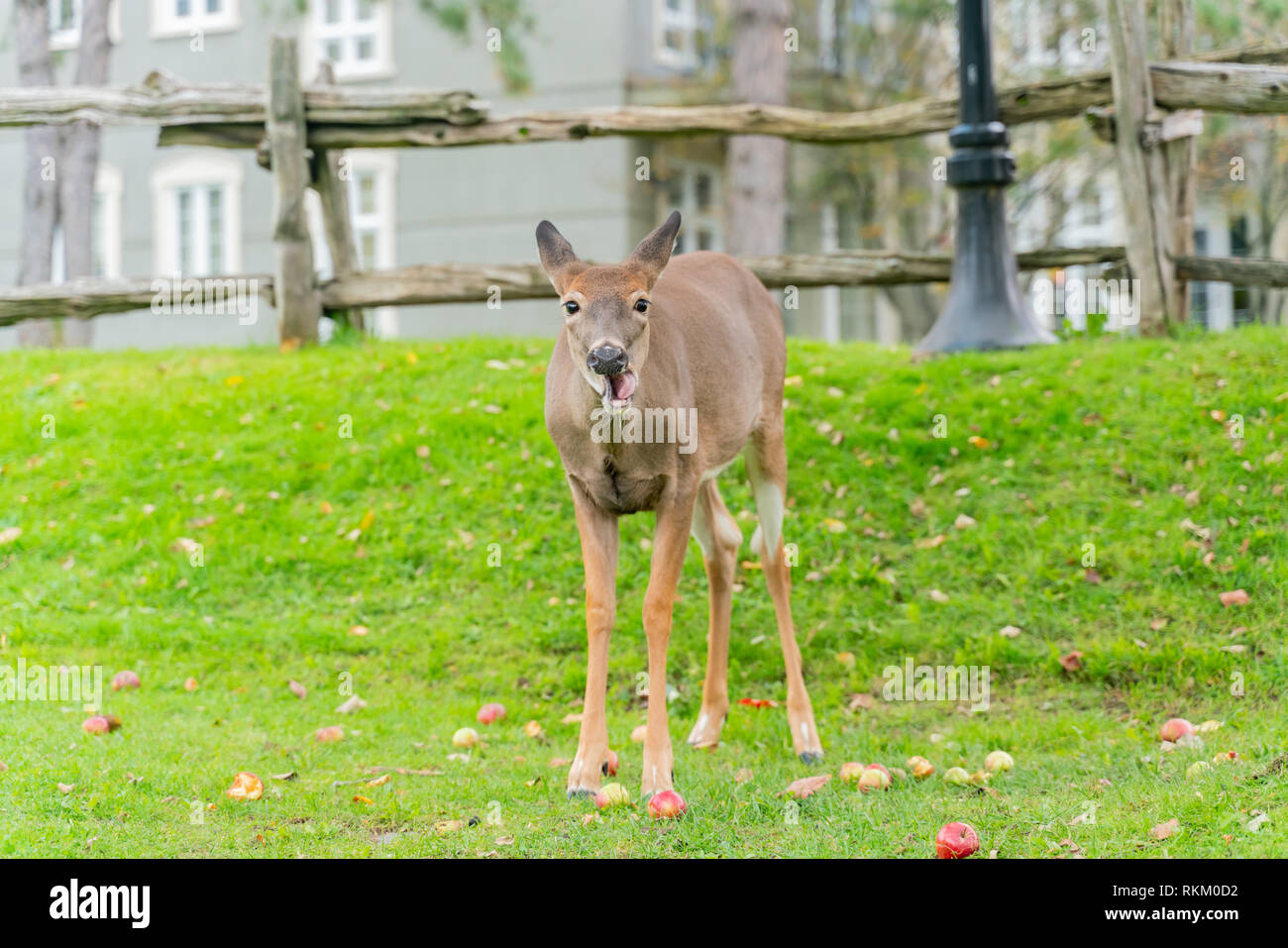 Deer eating apple hi-res stock photography and images - Alamy