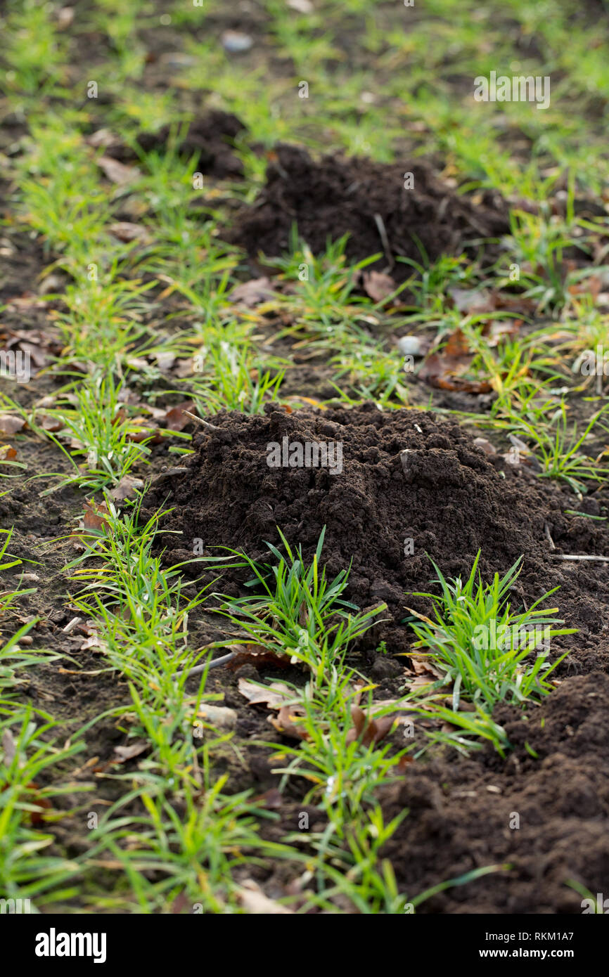 Mole hill molehills tunnel hi-res stock photography and images - Alamy