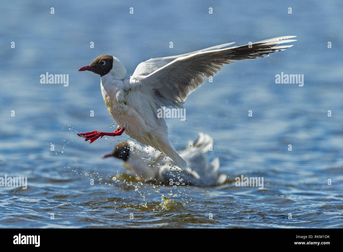 Brown hooded seagull hi-res stock photography and images - Alamy