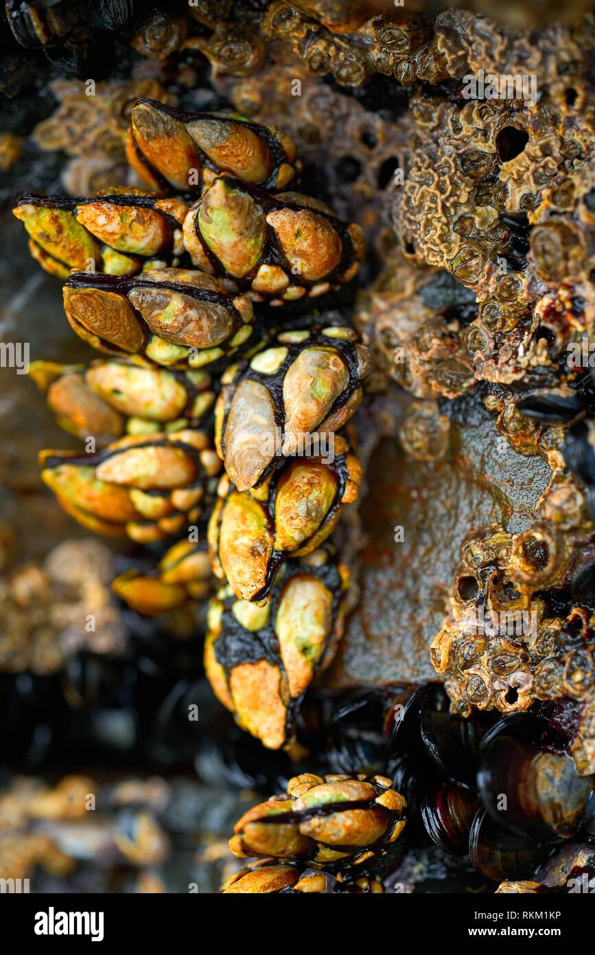 Percebes galicia hi-res stock photography and images - Alamy