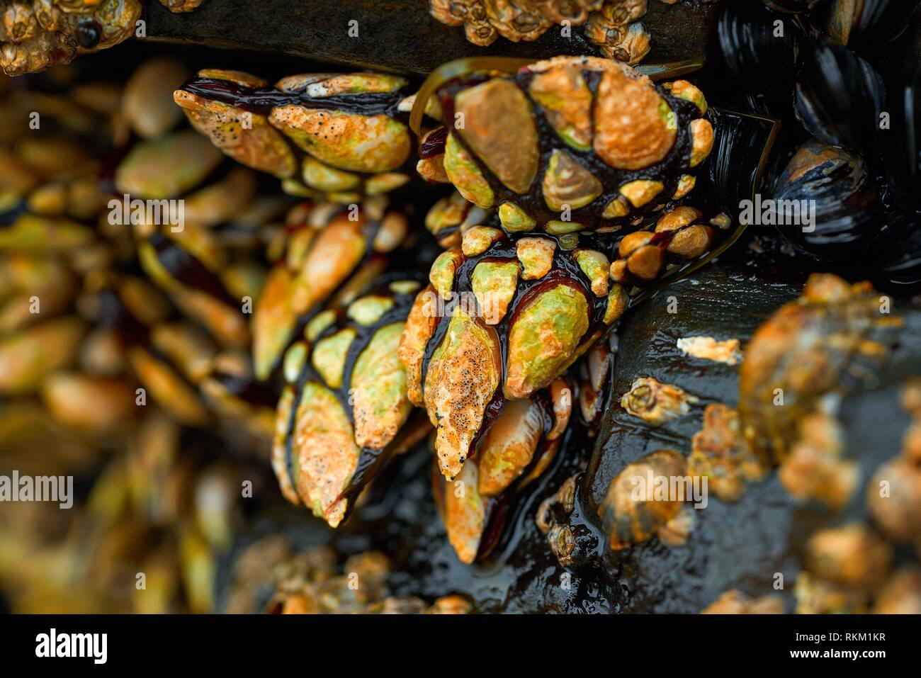 Percebes galicia hi-res stock photography and images - Alamy