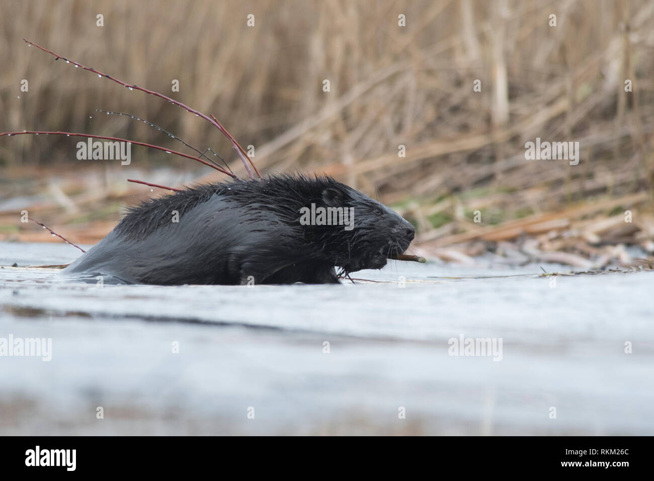 European beaver (Castor fiber Stock Photo - Alamy