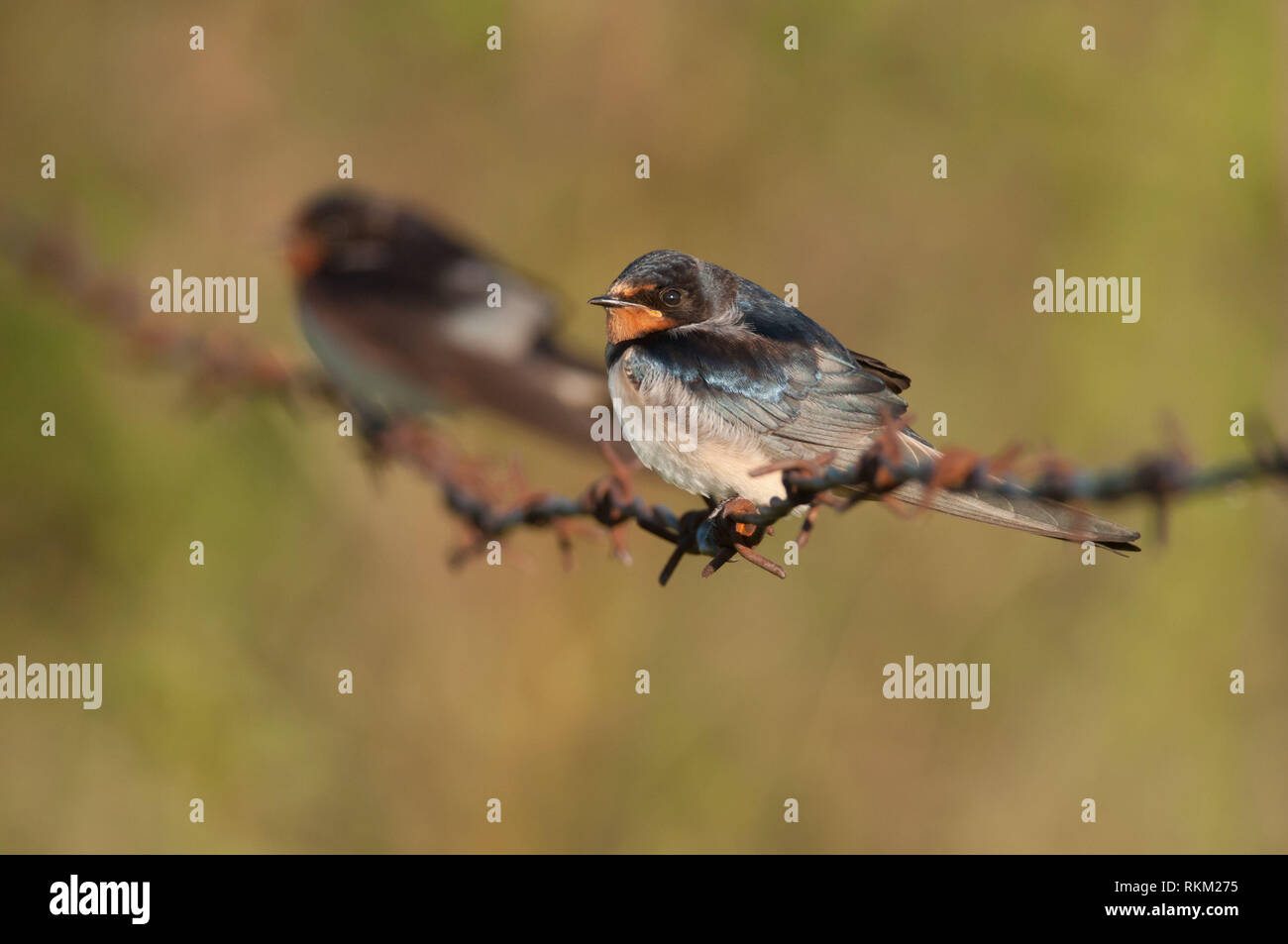 Bird barn hi-res stock photography and images - Alamy