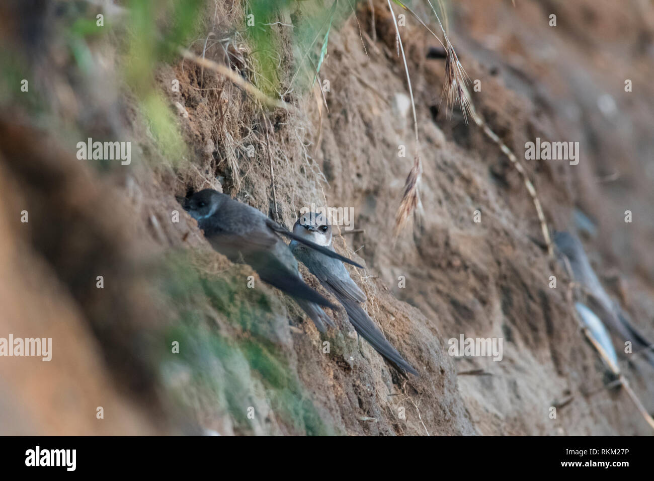 Sand martin (Riparia riparia Stock Photo - Alamy