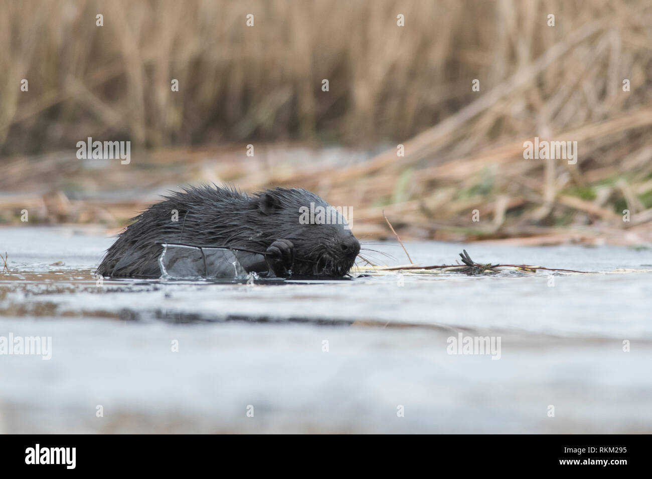 Beaver poland castor fiber hi-res stock photography and images - Alamy