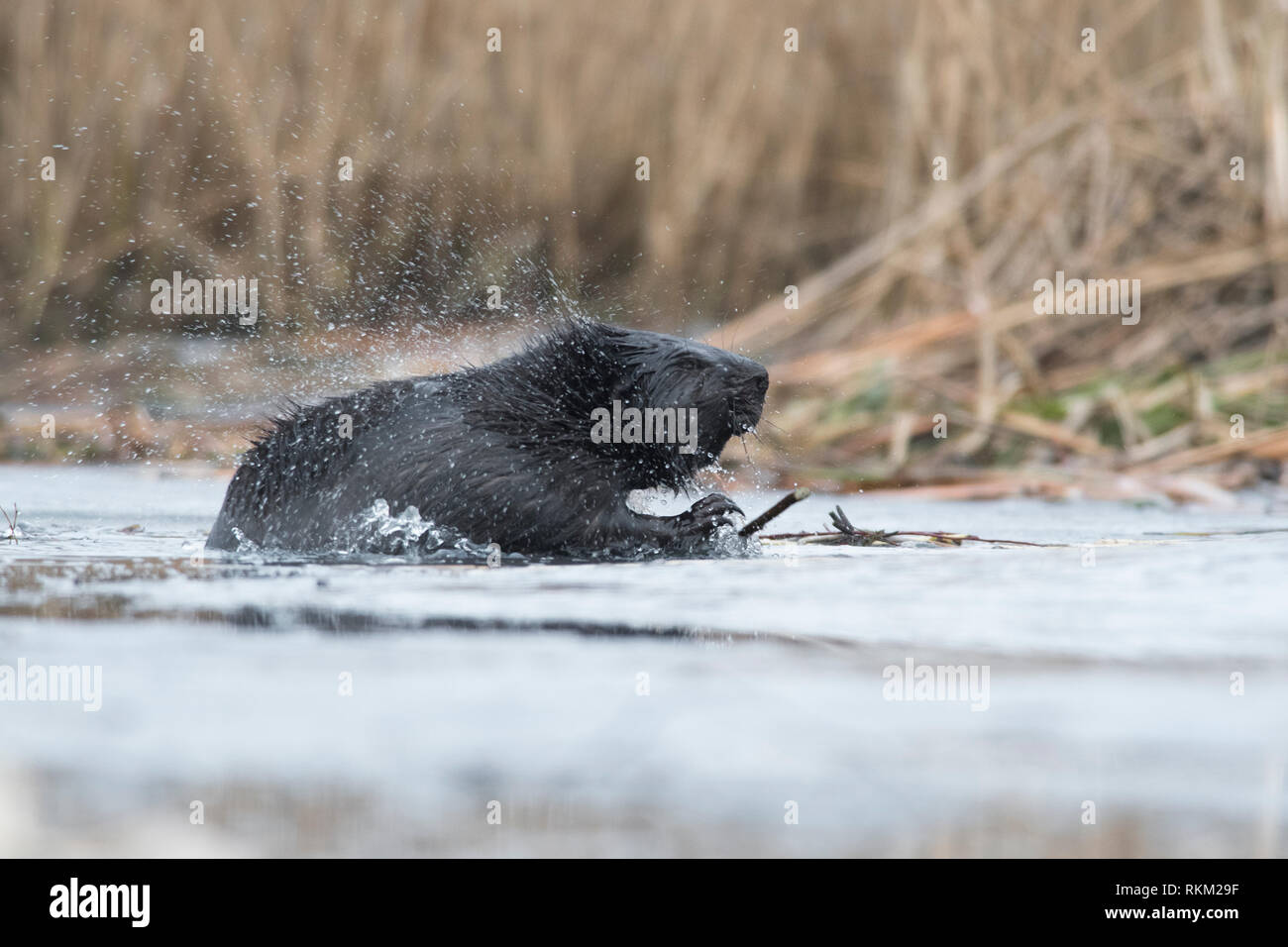 European beaver (Castor fiber Stock Photo - Alamy