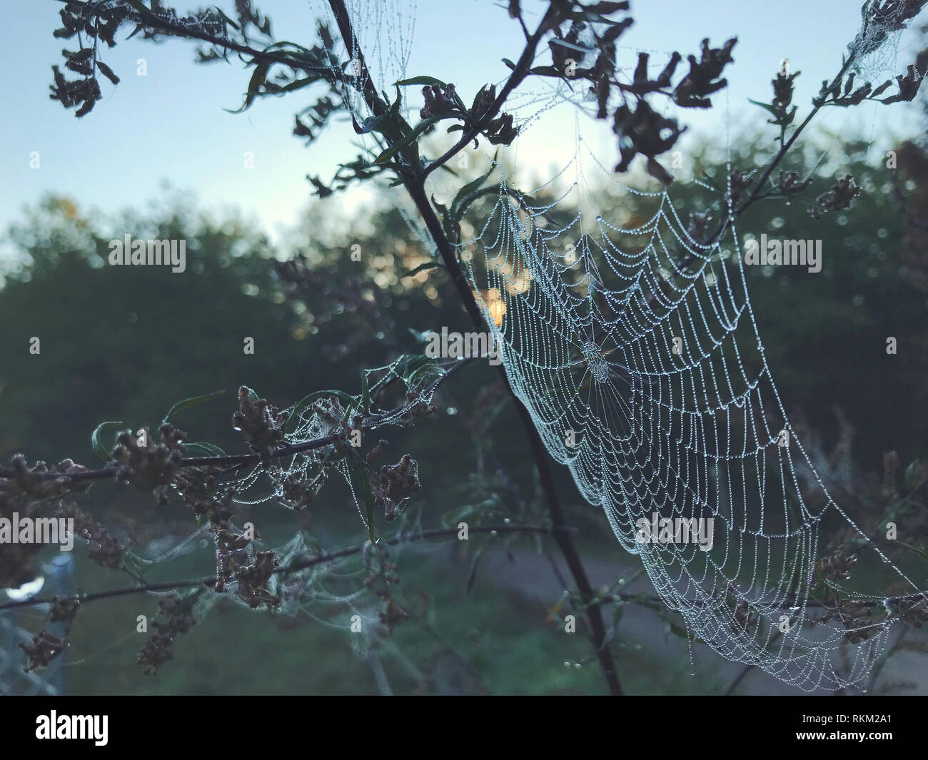Cobweb in grass covered in morning dew hi-res stock photography and ...