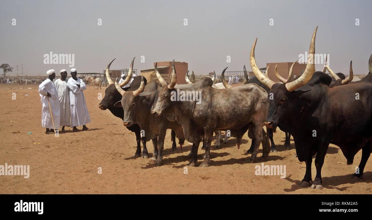 Sudan cattle hi-res stock photography and images - Alamy