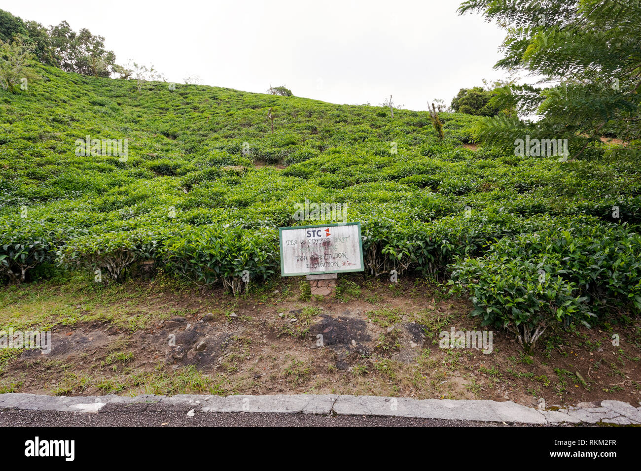 National plant of the seychelles hi-res stock photography and images ...
