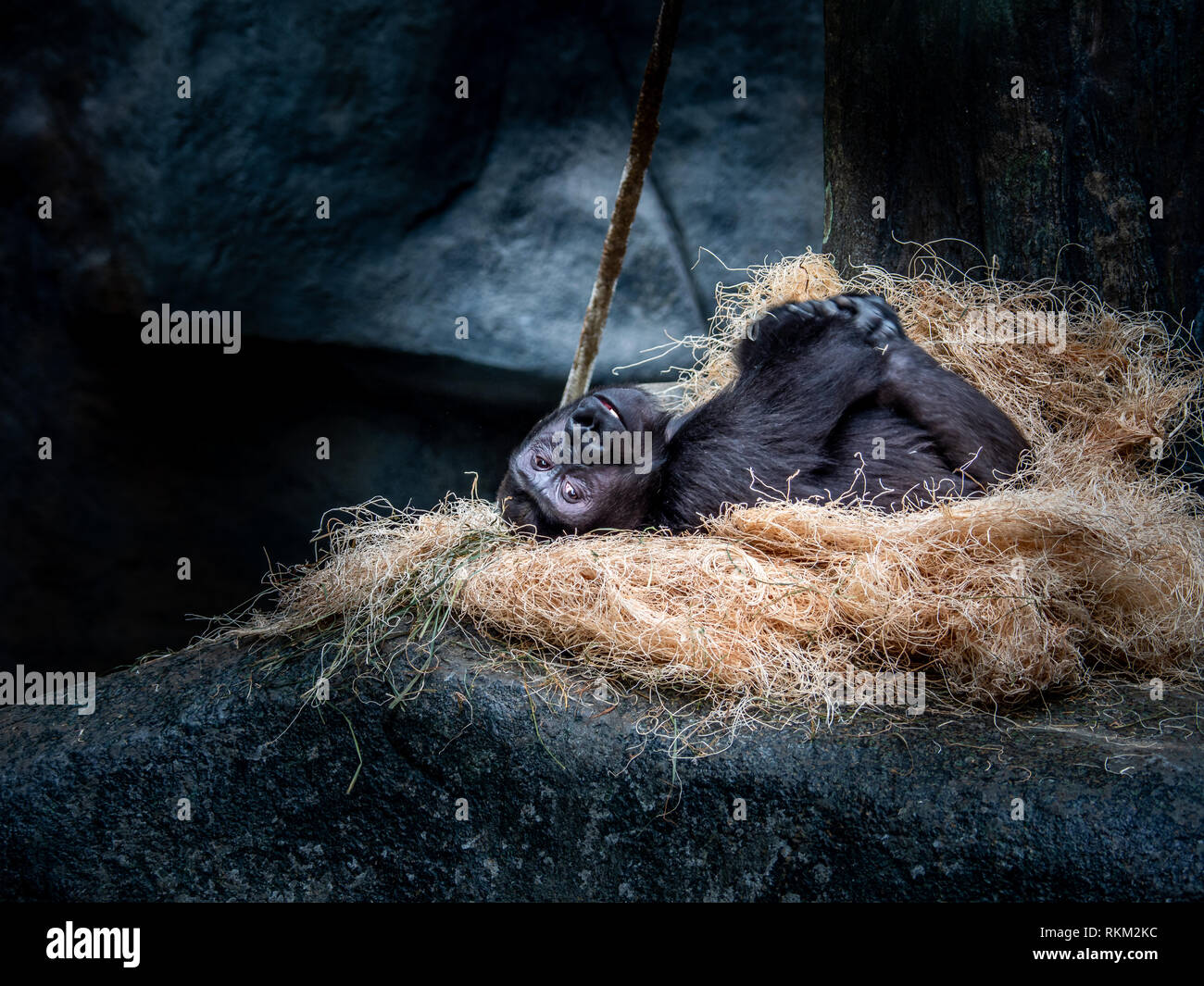 Gorilla having fun Stock Photo - Alamy