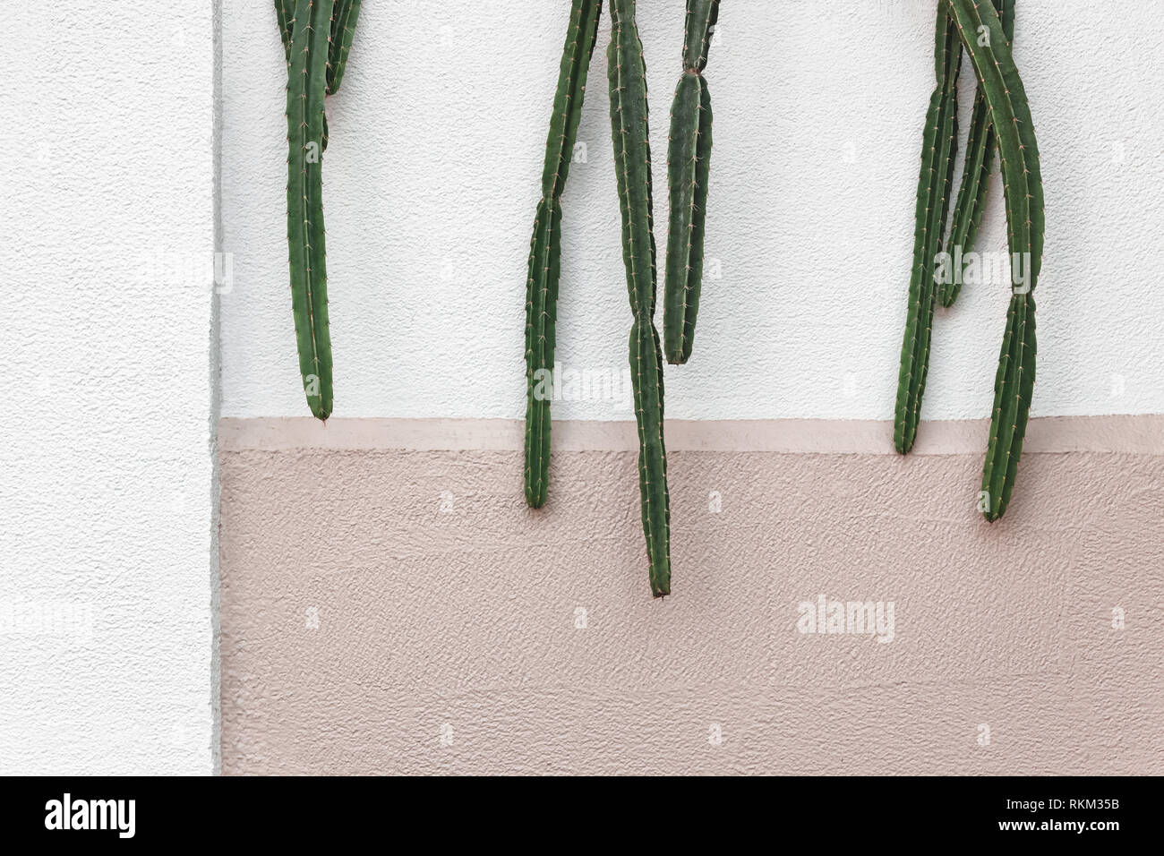 Cactus hanging from a wall. Outdoor tropical plant Stock Photo - Alamy