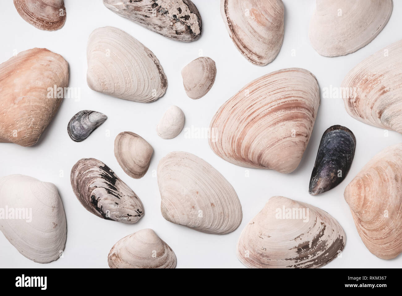 Variety of big and small seashells on white background Stock Photo - Alamy