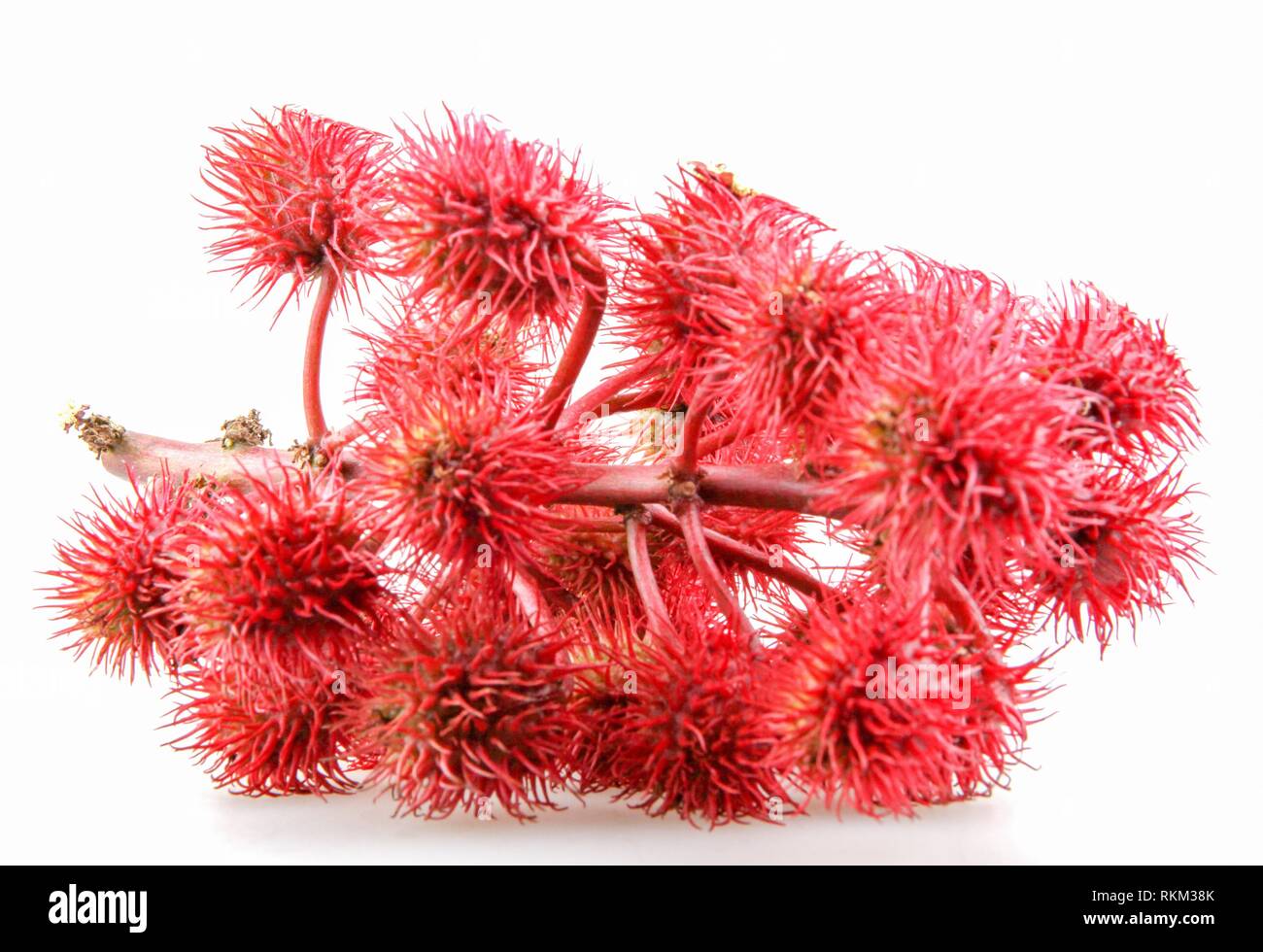 Castor oil plant flowers on white background Stock Photo - Alamy