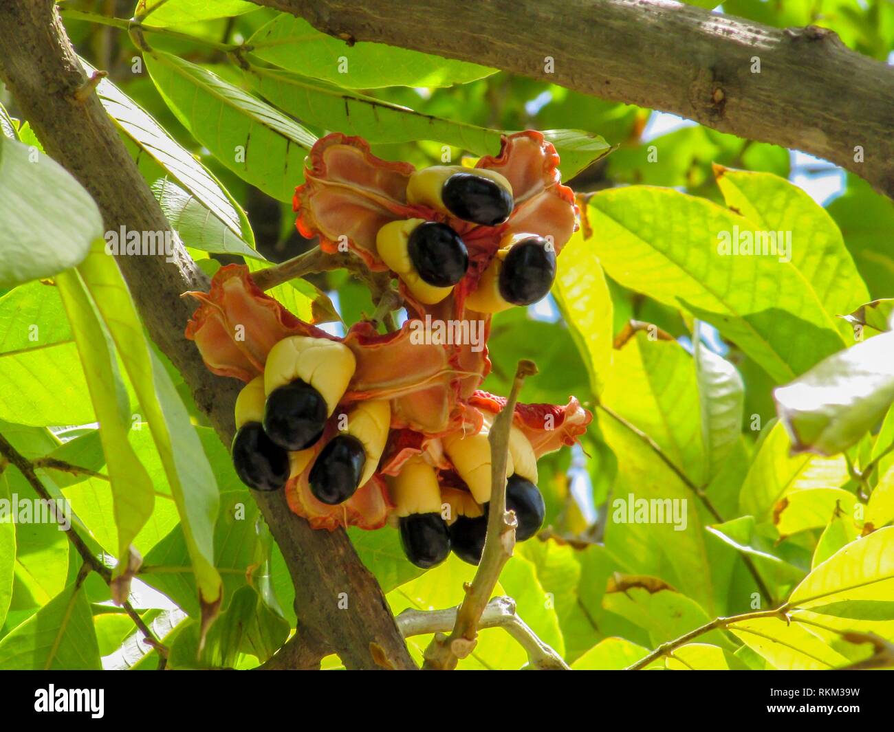 Ackee tree hi-res stock photography and images - Alamy