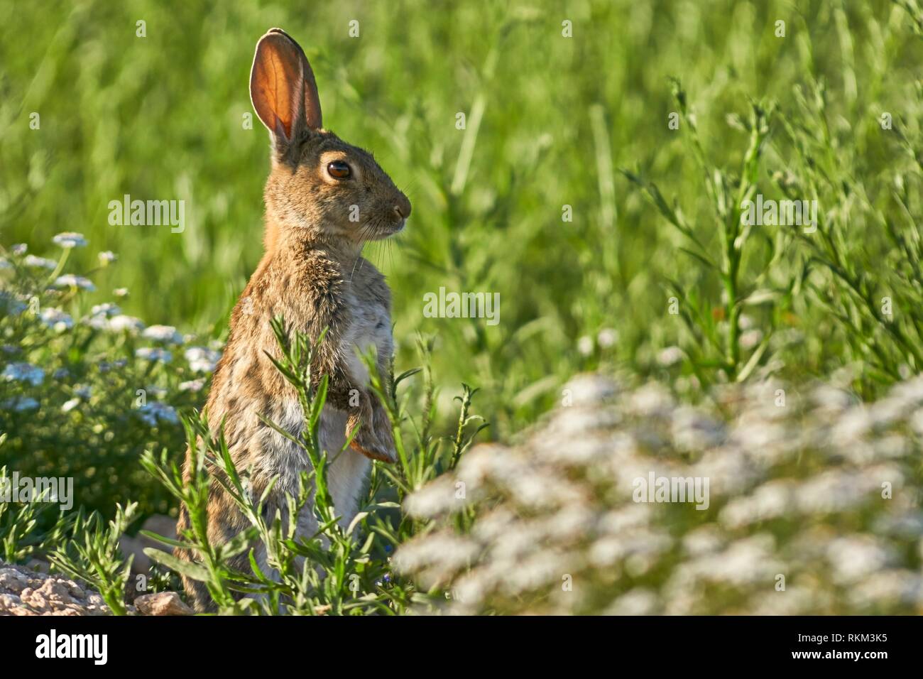 Common or European rabbit (Oryctolagus cuniculus), Andalusia. Spain ...