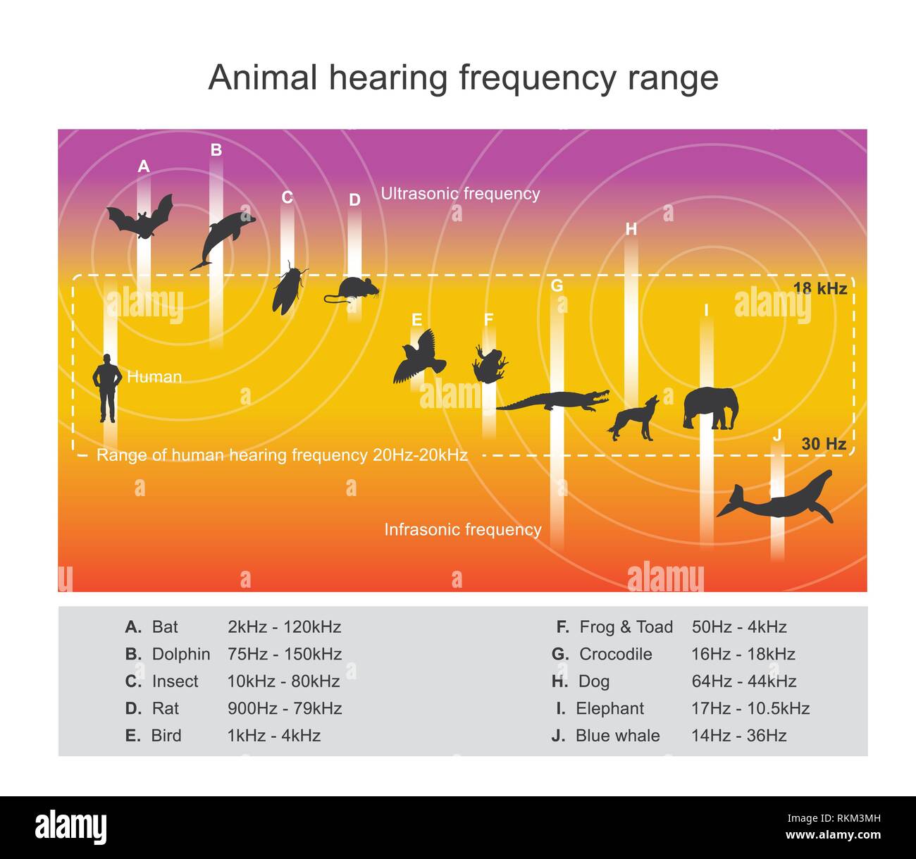 Human hearing range hi-res stock photography and images - Alamy Human hearing range hi-res stock photography and images - Alamy