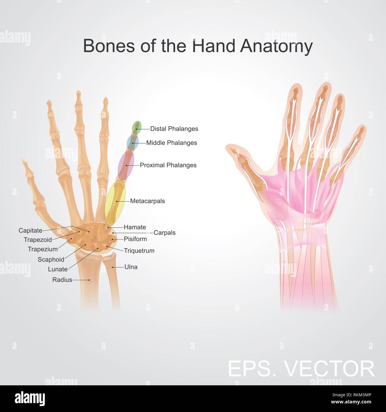 Pinky finger hi-res stock photography and images - Alamy