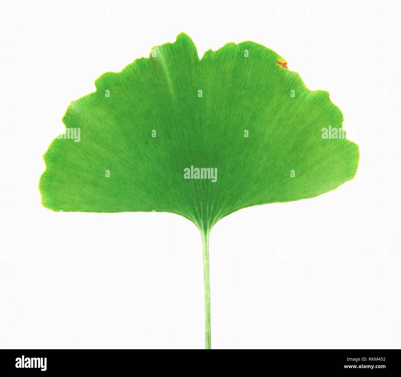 Horizontal Ginkgo Tree Cut Out Stock Images & Pictures - Alamy