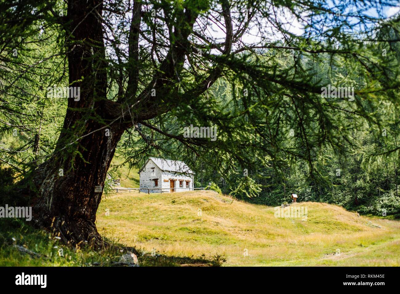 Alpine forest hi-res stock photography and images - Alamy