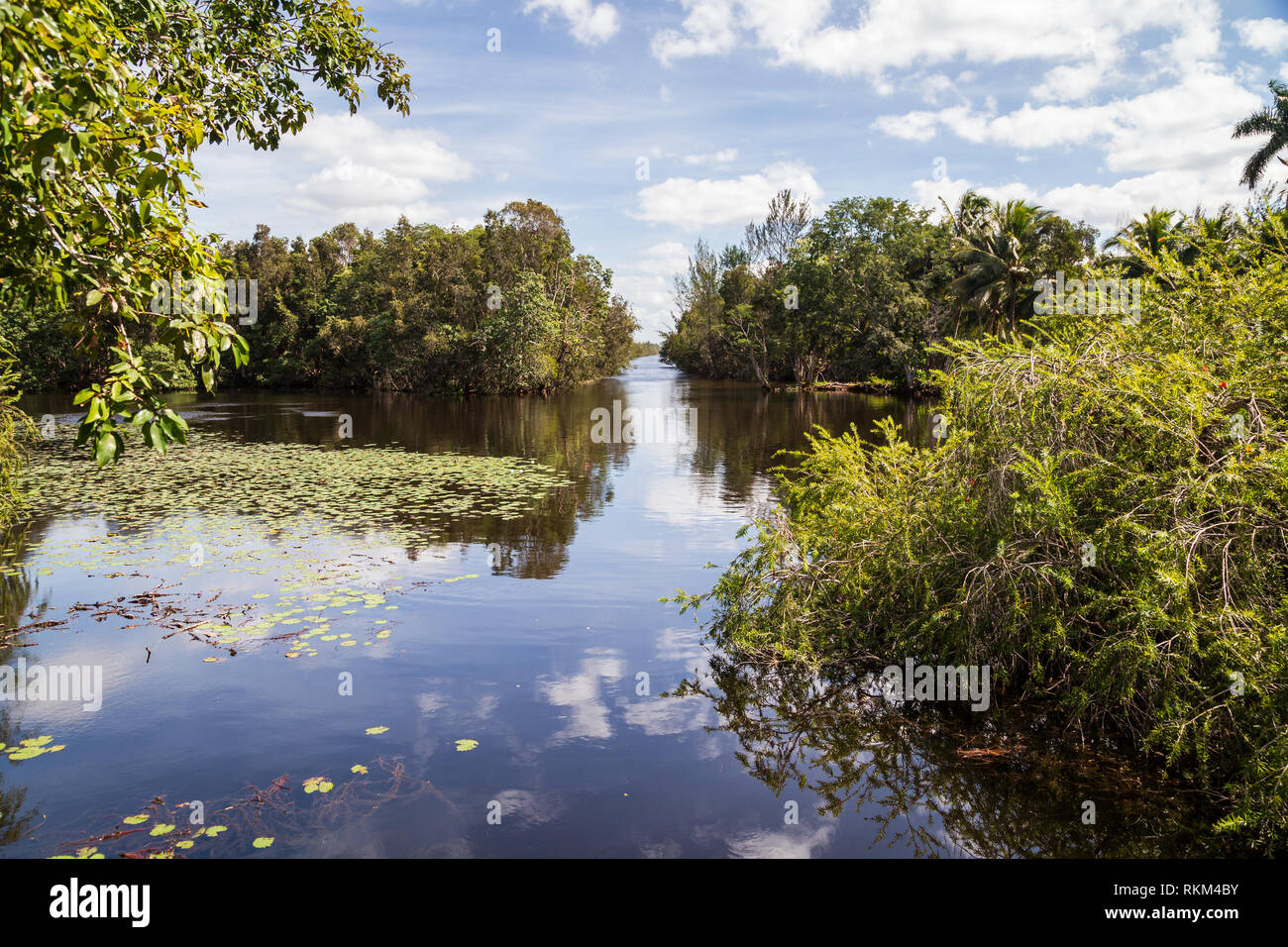 A lake surrounded by a tropical forest and palm trees reflected in the ...