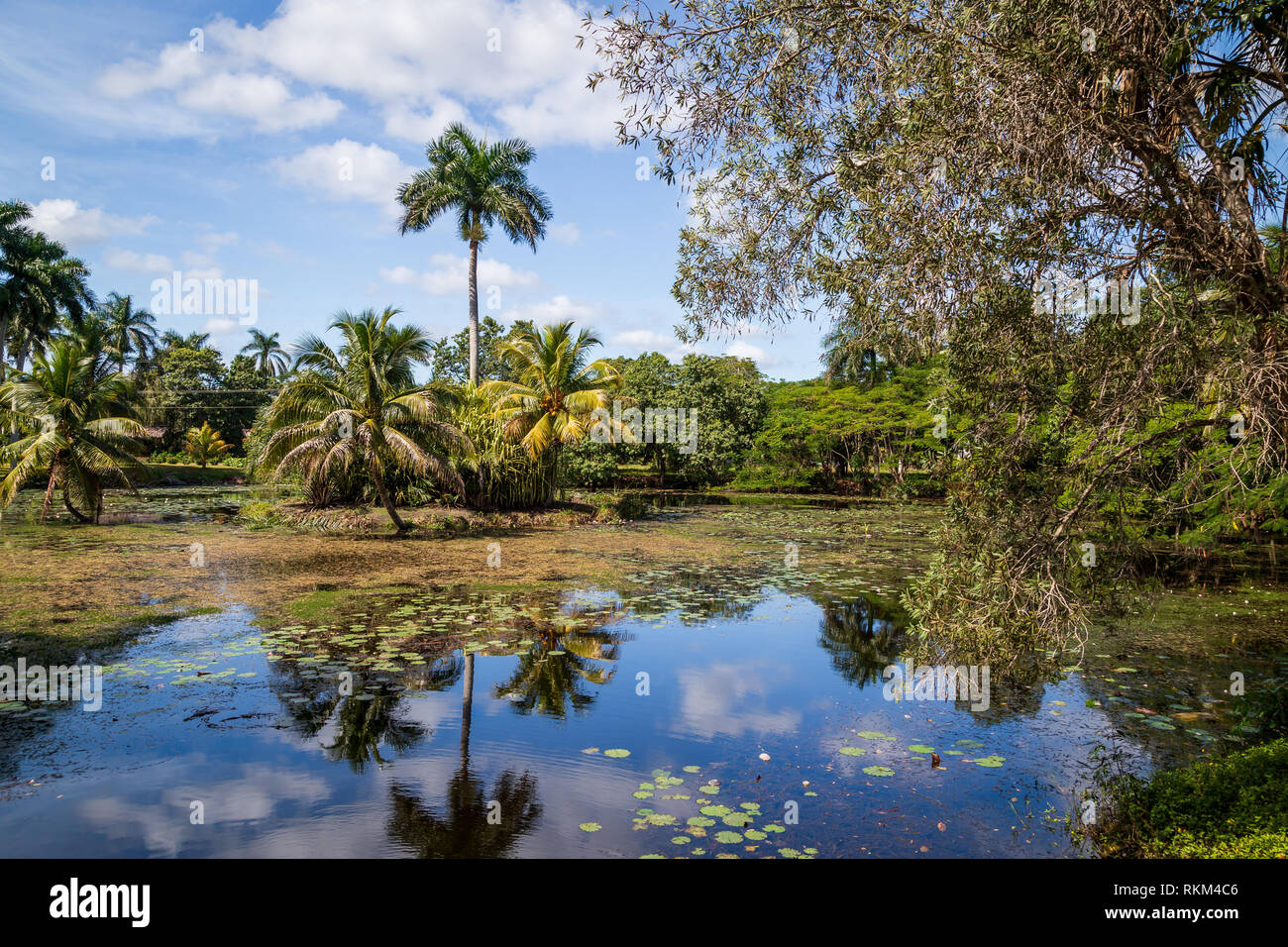 A lake surrounded by a tropical forest and palm trees reflected in the ...