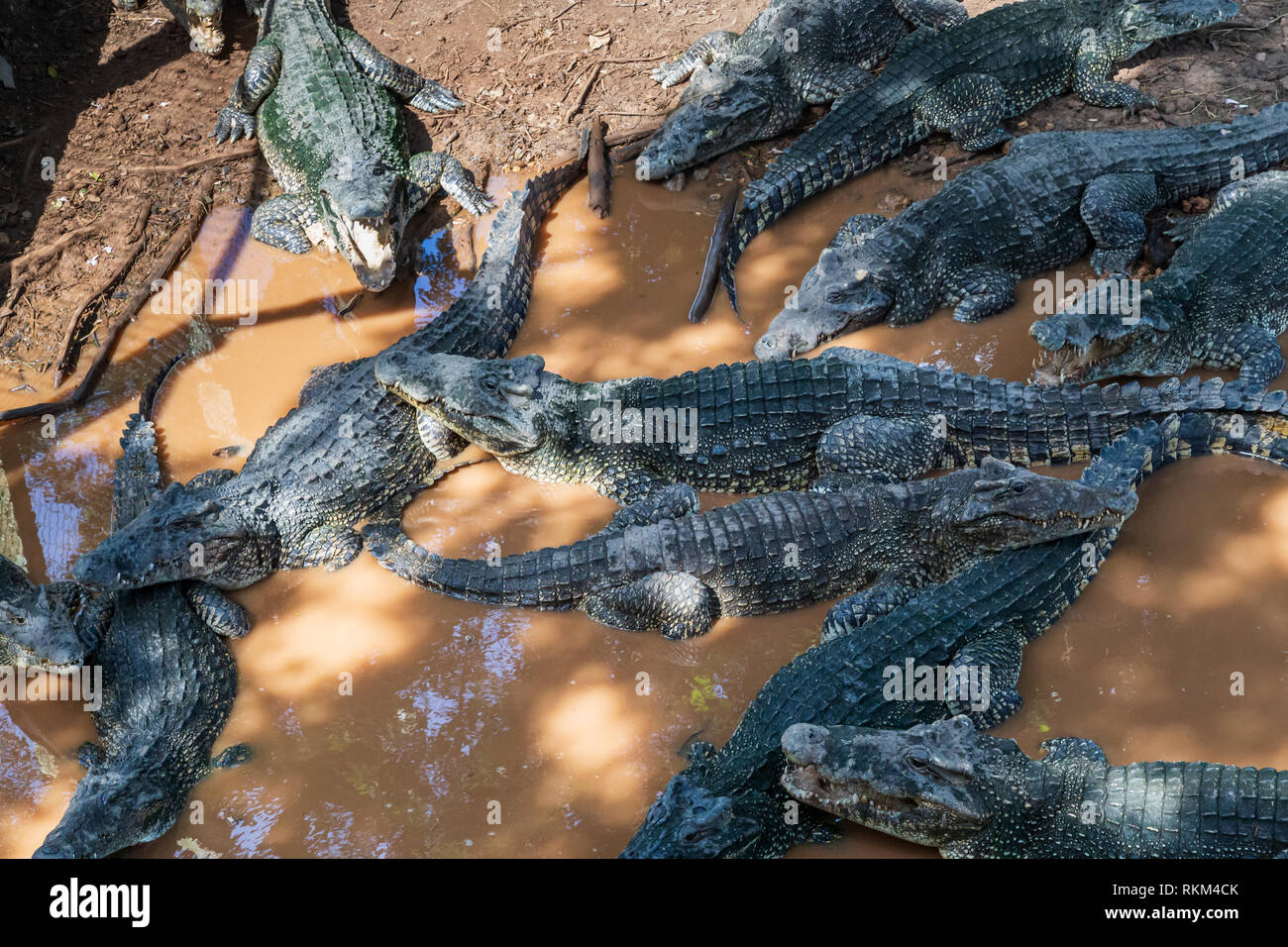 American crocodiles (Crocodylus acutus) at the Cuban crocodile farm ...
