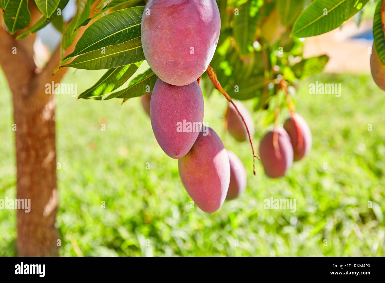 Hanging Mango High Resolution Stock Photography and Images - Alamy