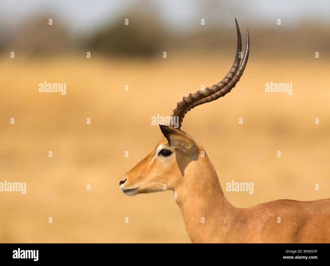 National park namibia impala rooibok hi-res stock photography and ...