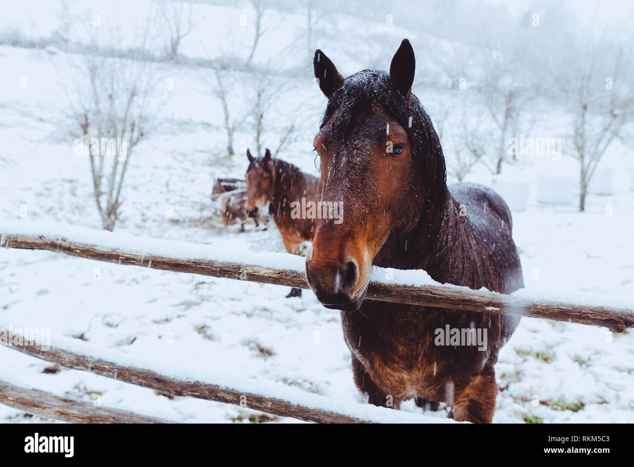 Beautiful bay horses with black manes pasturing on snow field Stock ...