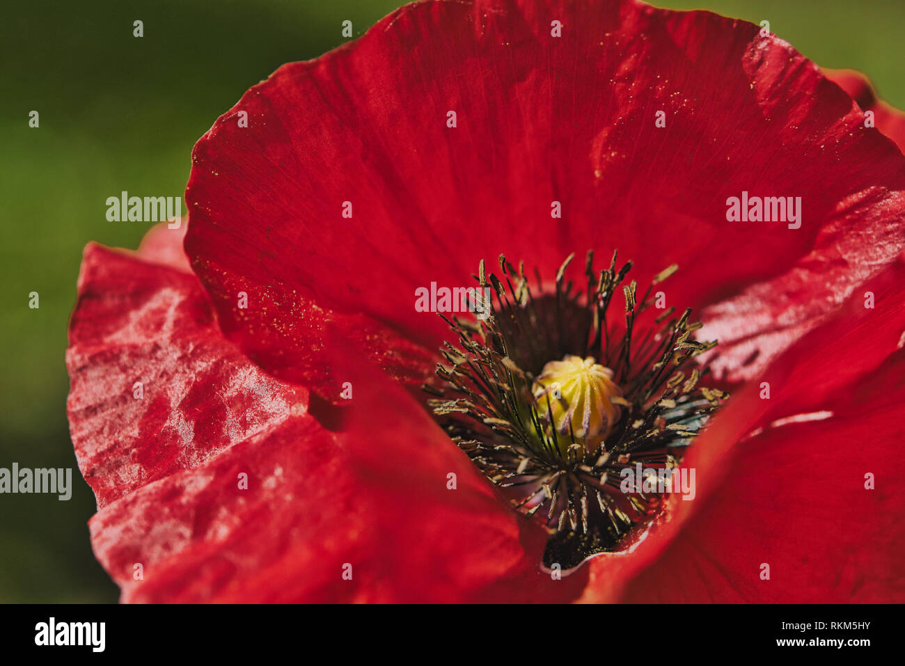 Close up of red poppy flowers hi-res stock photography and images - Alamy