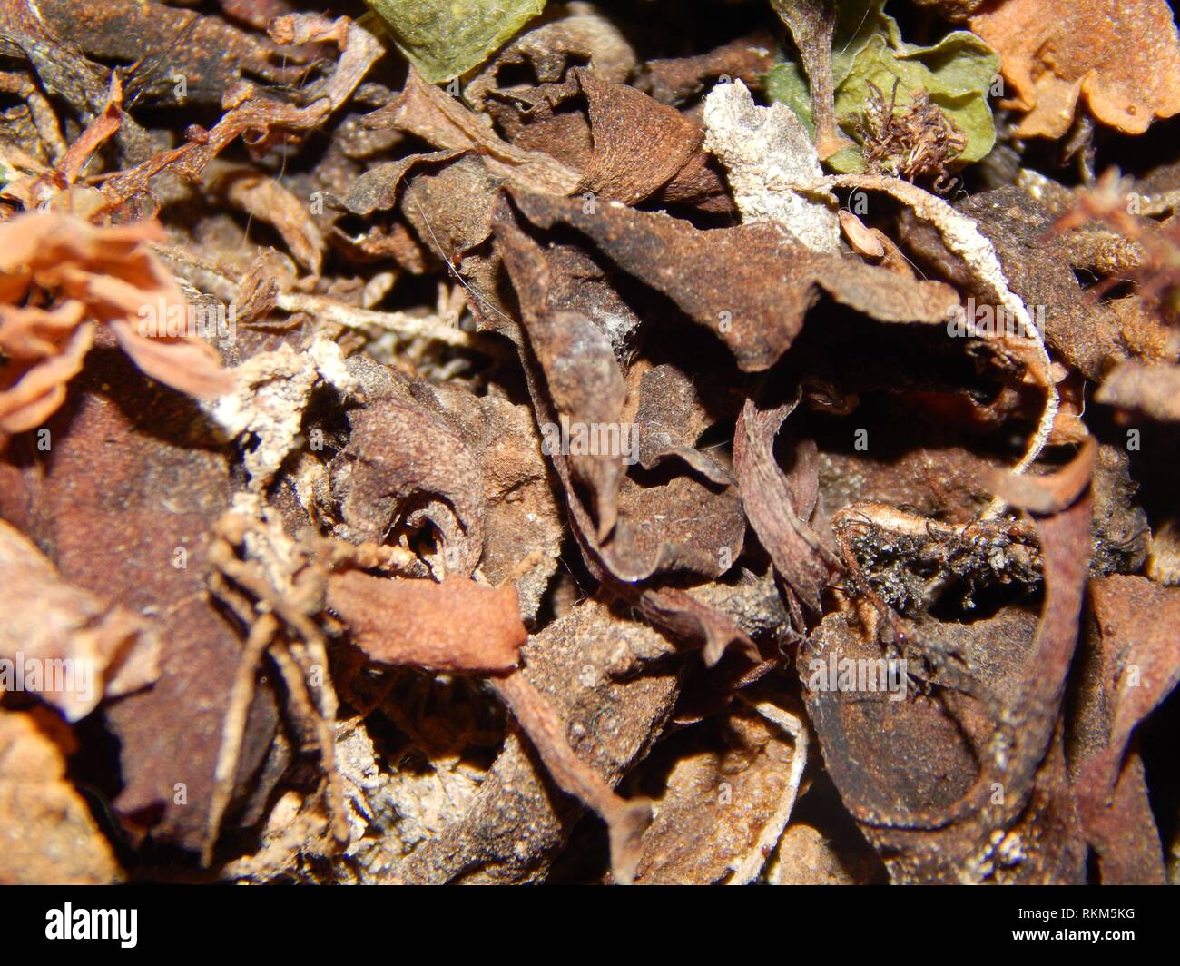 Macro natural texture hi-res stock photography and images - Alamy