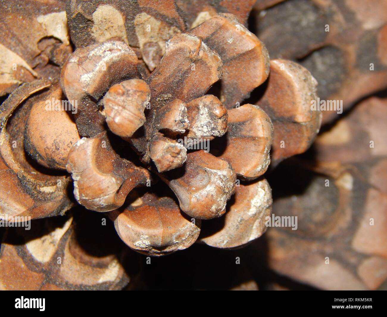 Natural textures macro hi-res stock photography and images - Alamy