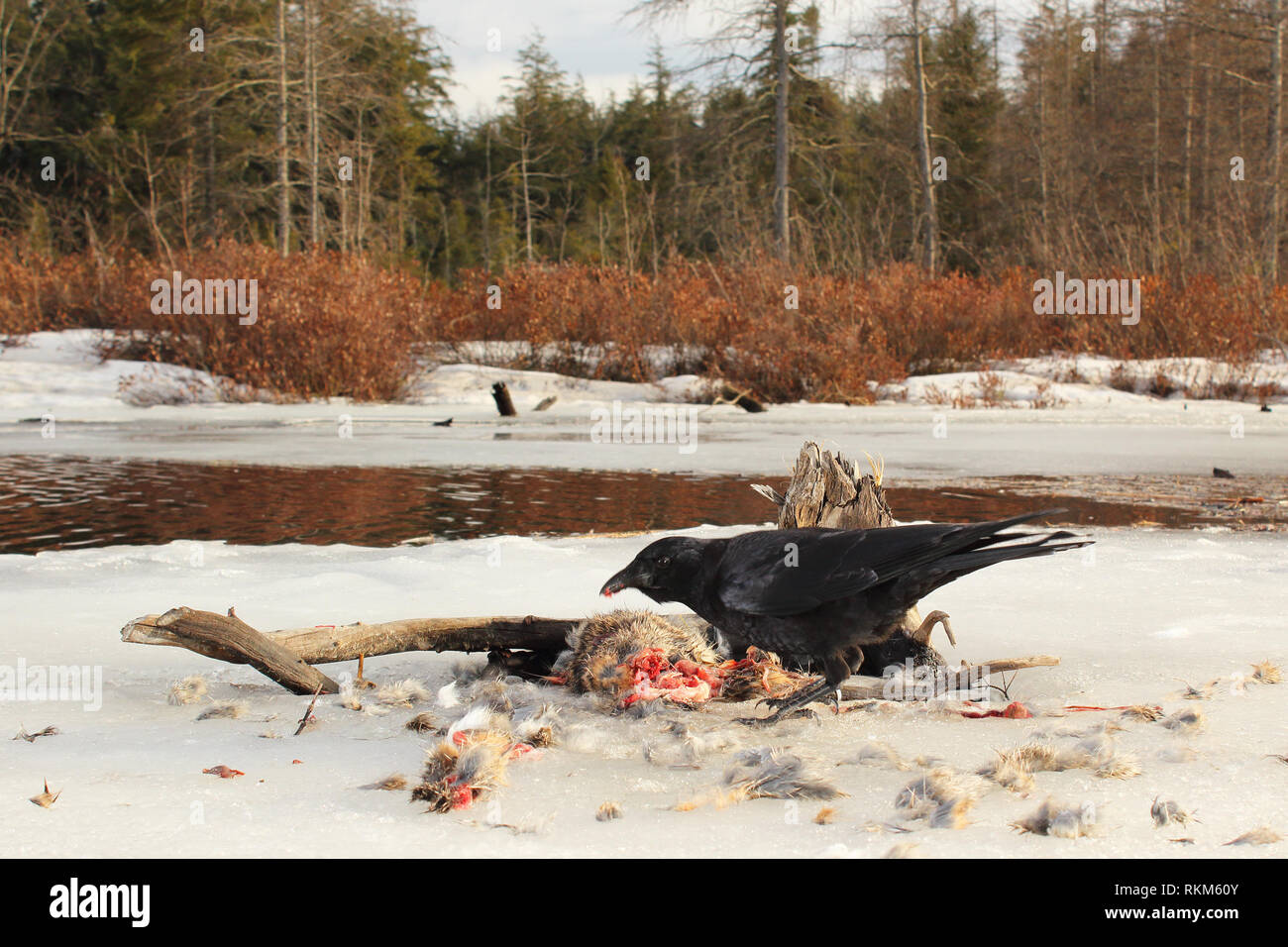 Raven eating hi-res stock photography and images - Alamy