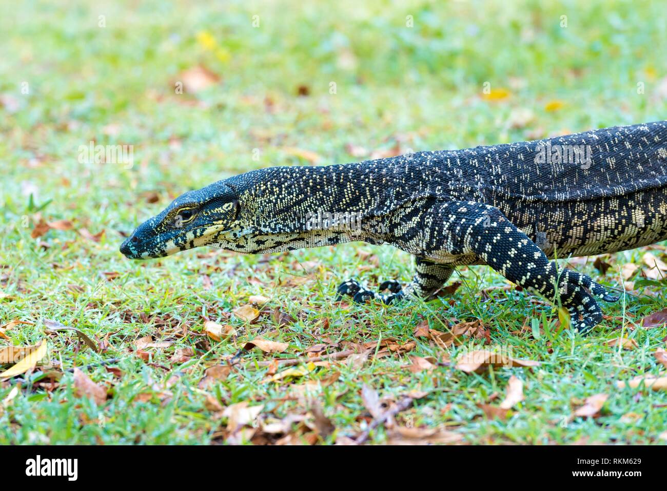 Australian goanna hi-res stock photography and images - Alamy