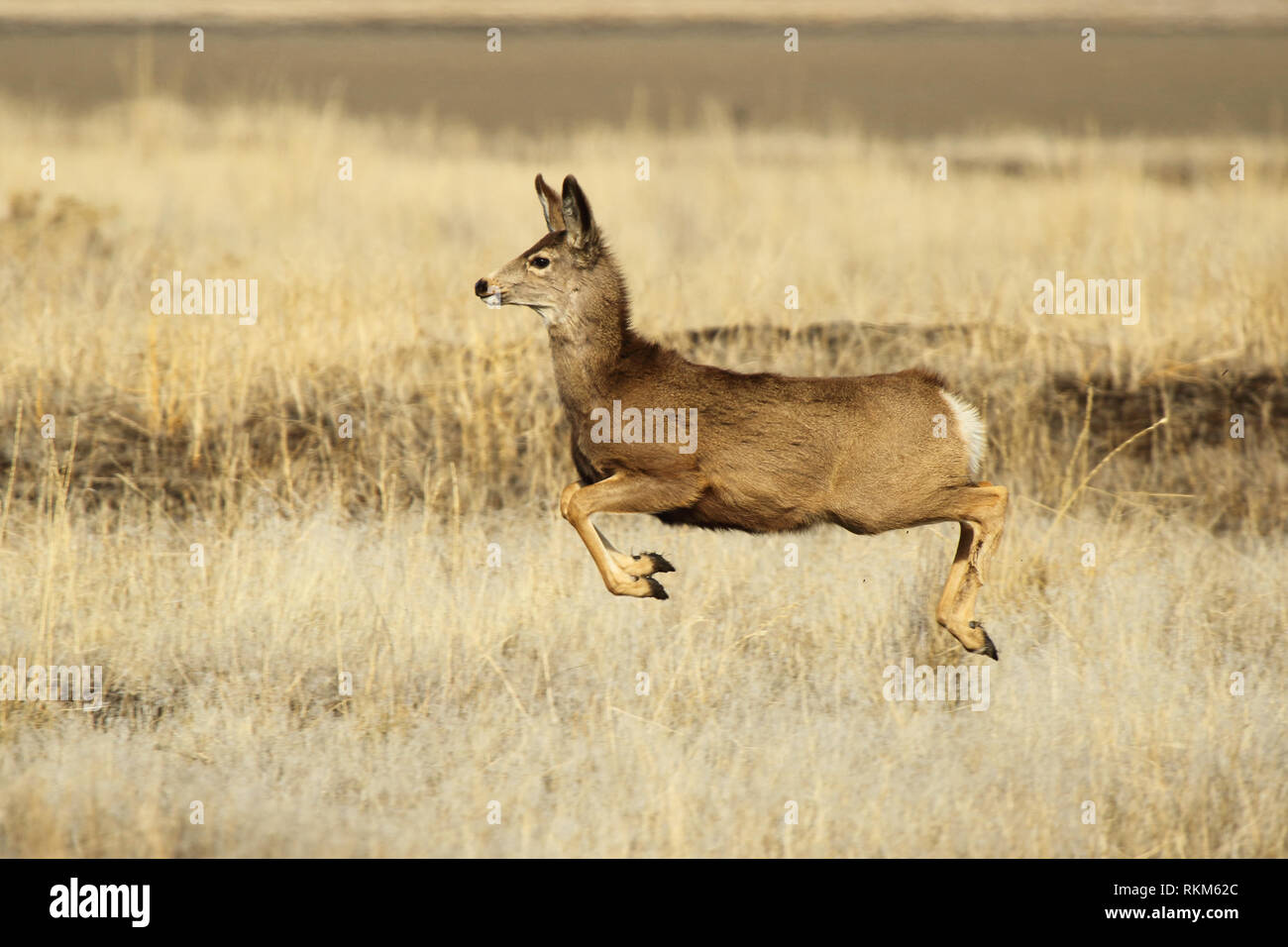 A Black-tailed Deer stotting across a winter field Stock Photo - Alamy