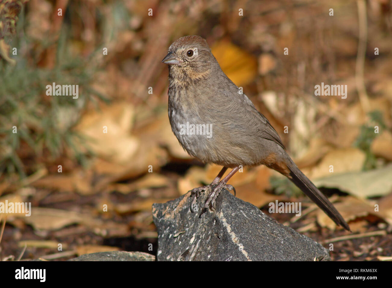 A Canyon Towhee showing undertail coverts Stock Photo - Alamy