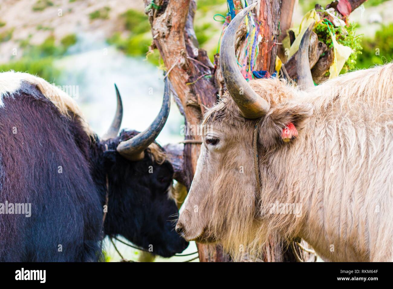 Nepal yak himalayan hi-res stock photography and images - Alamy