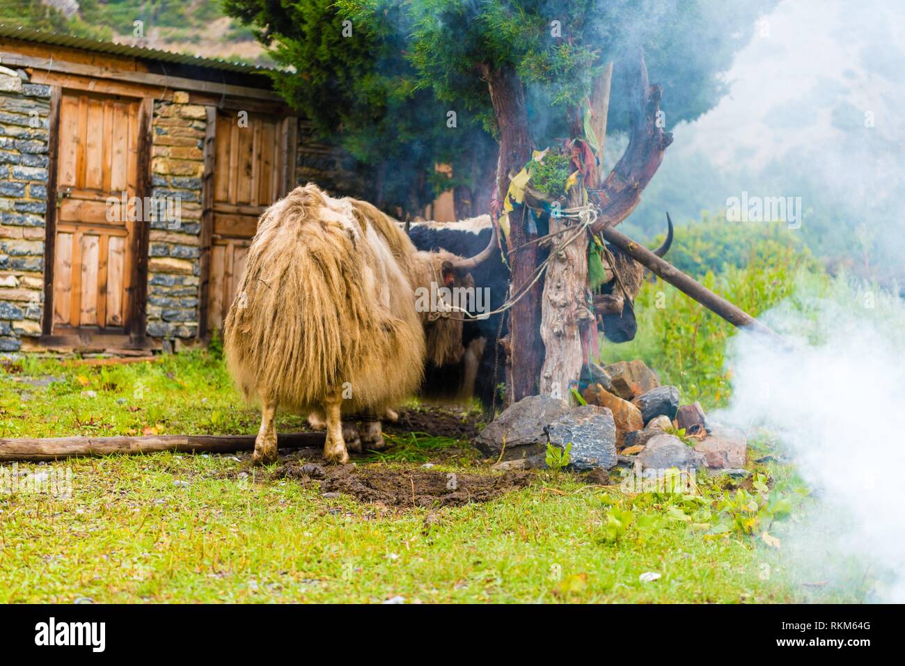 Himalayan farming hi-res stock photography and images - Alamy