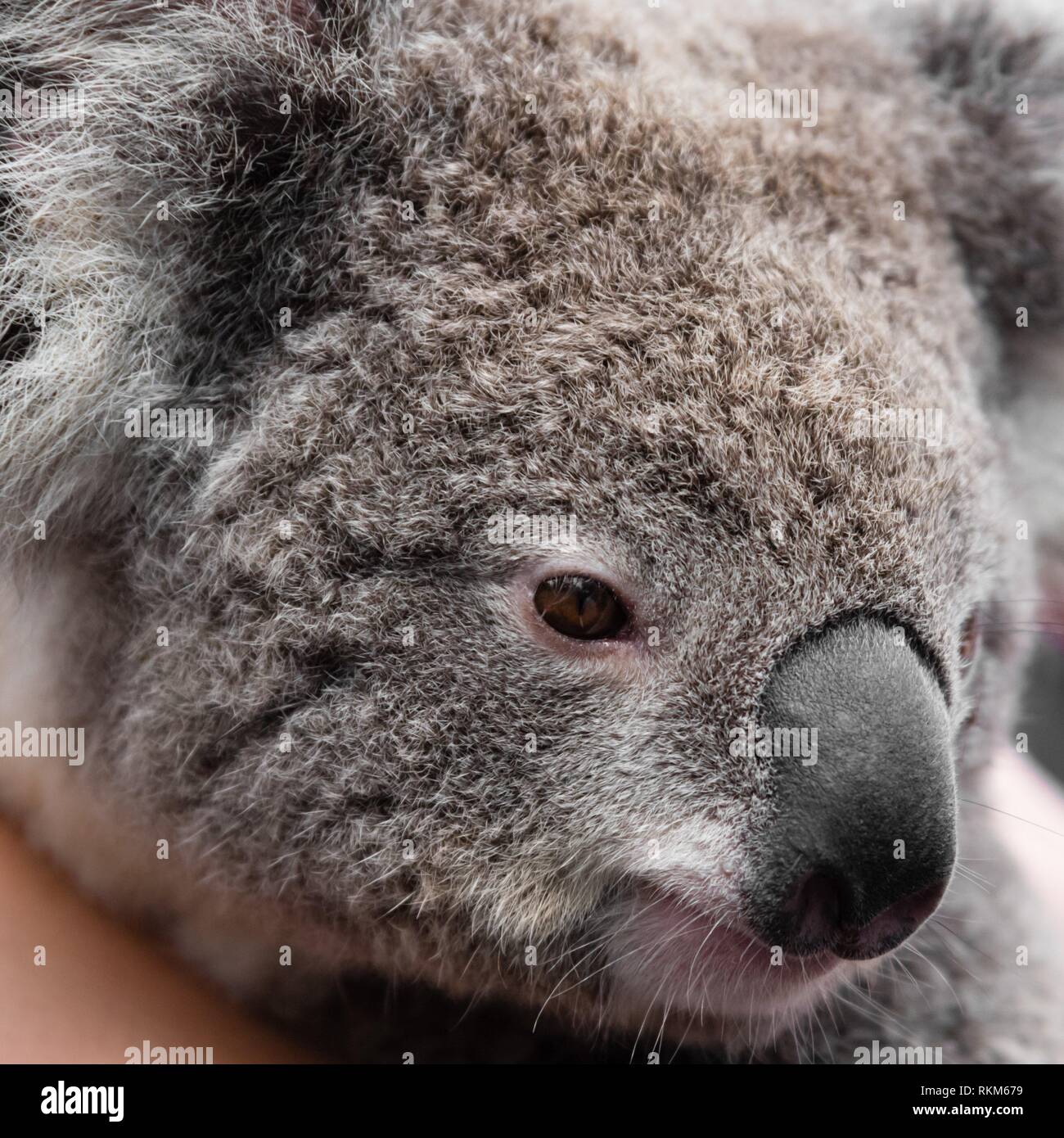 Native animal hi-res stock photography and images - Alamy