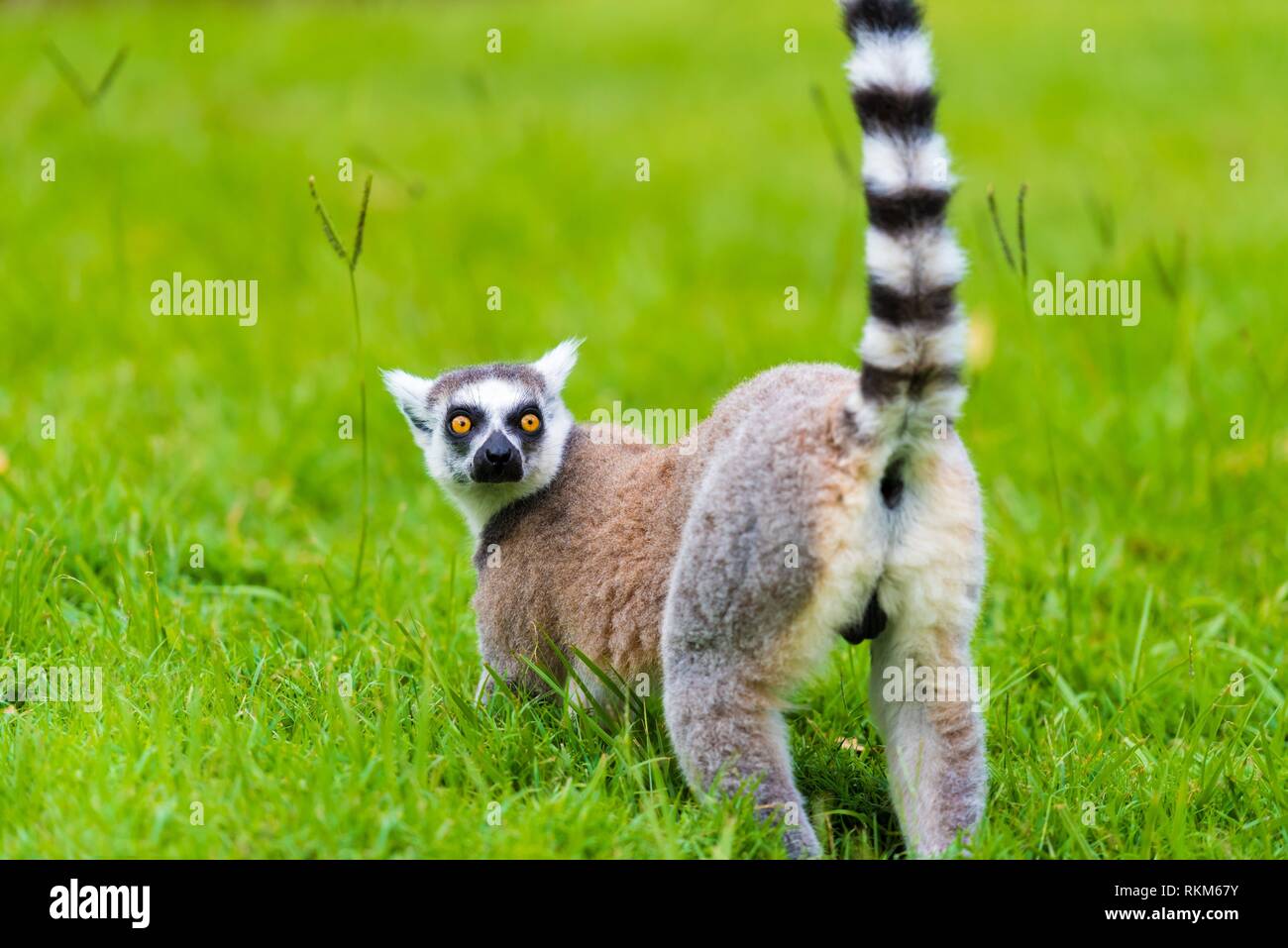 Long ringed tail hi-res stock photography and images - Alamy