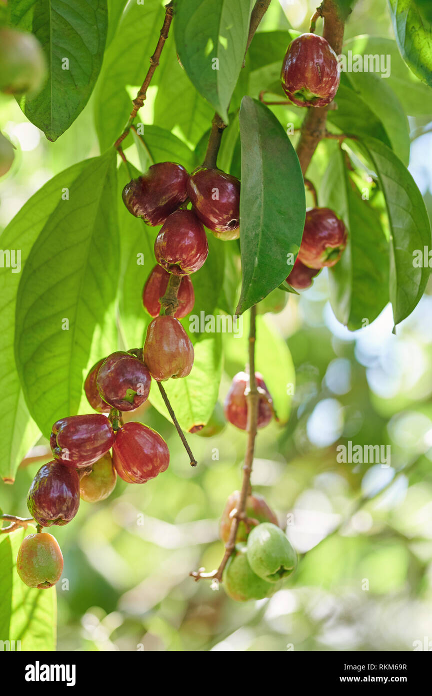 Group of red wax apple fruit on blurred garden background Stock Photo ...