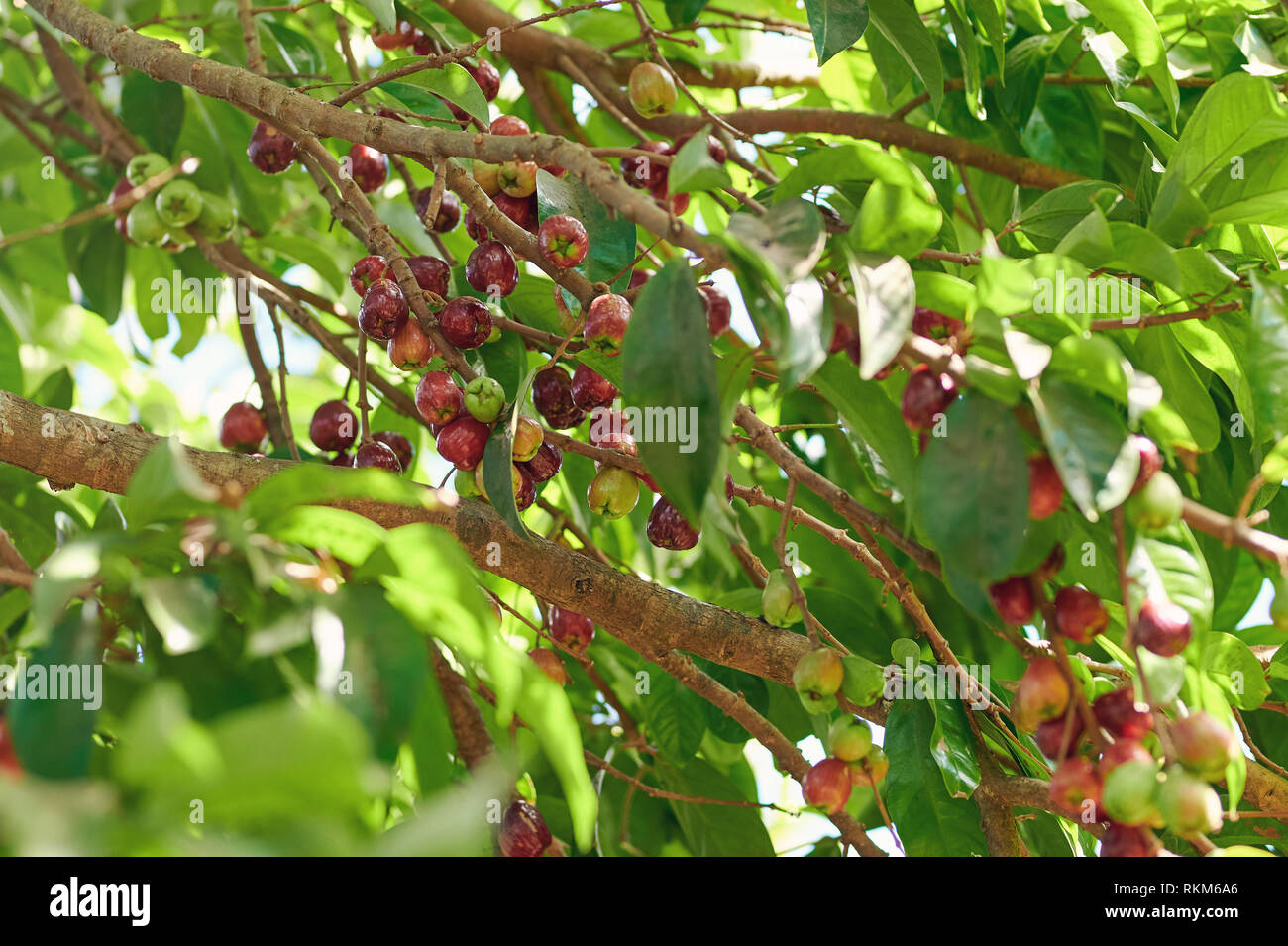 Harvesting wax apple fruit theme. Red and green apple plants Stock ...