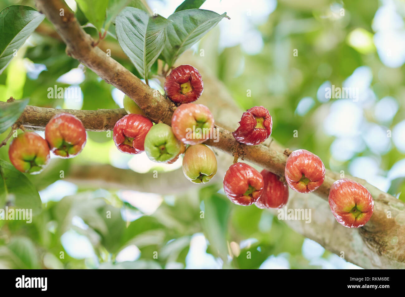 Rose apple fruit tree branch close up view Stock Photo - Alamy