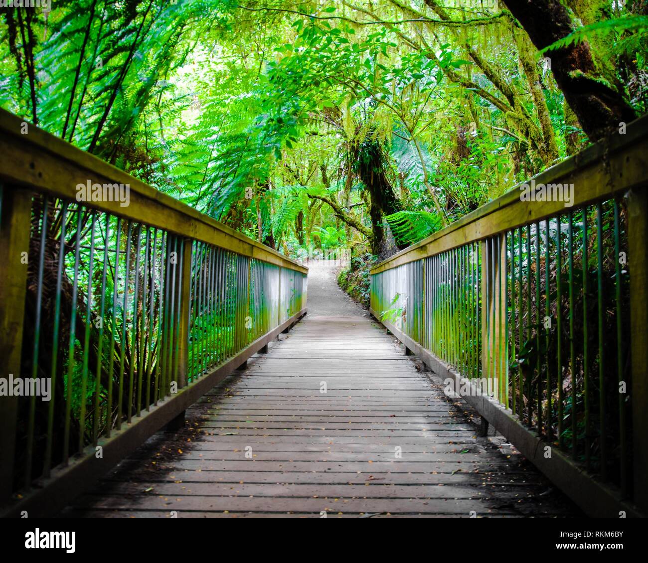 Tropical rainforest landscape and trail hi-res stock photography and ...