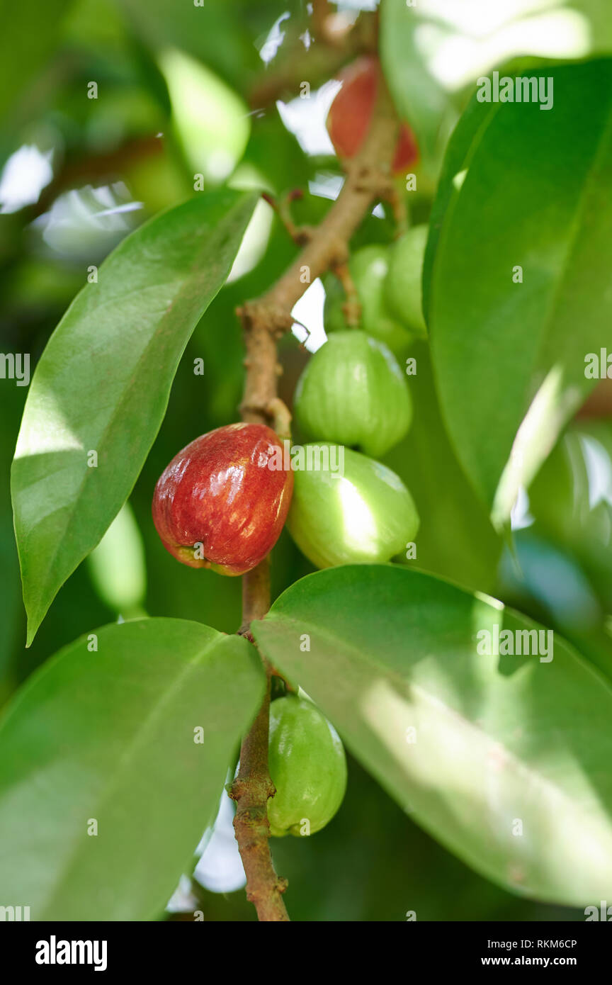 Green fruit rose hi-res stock photography and images - Alamy