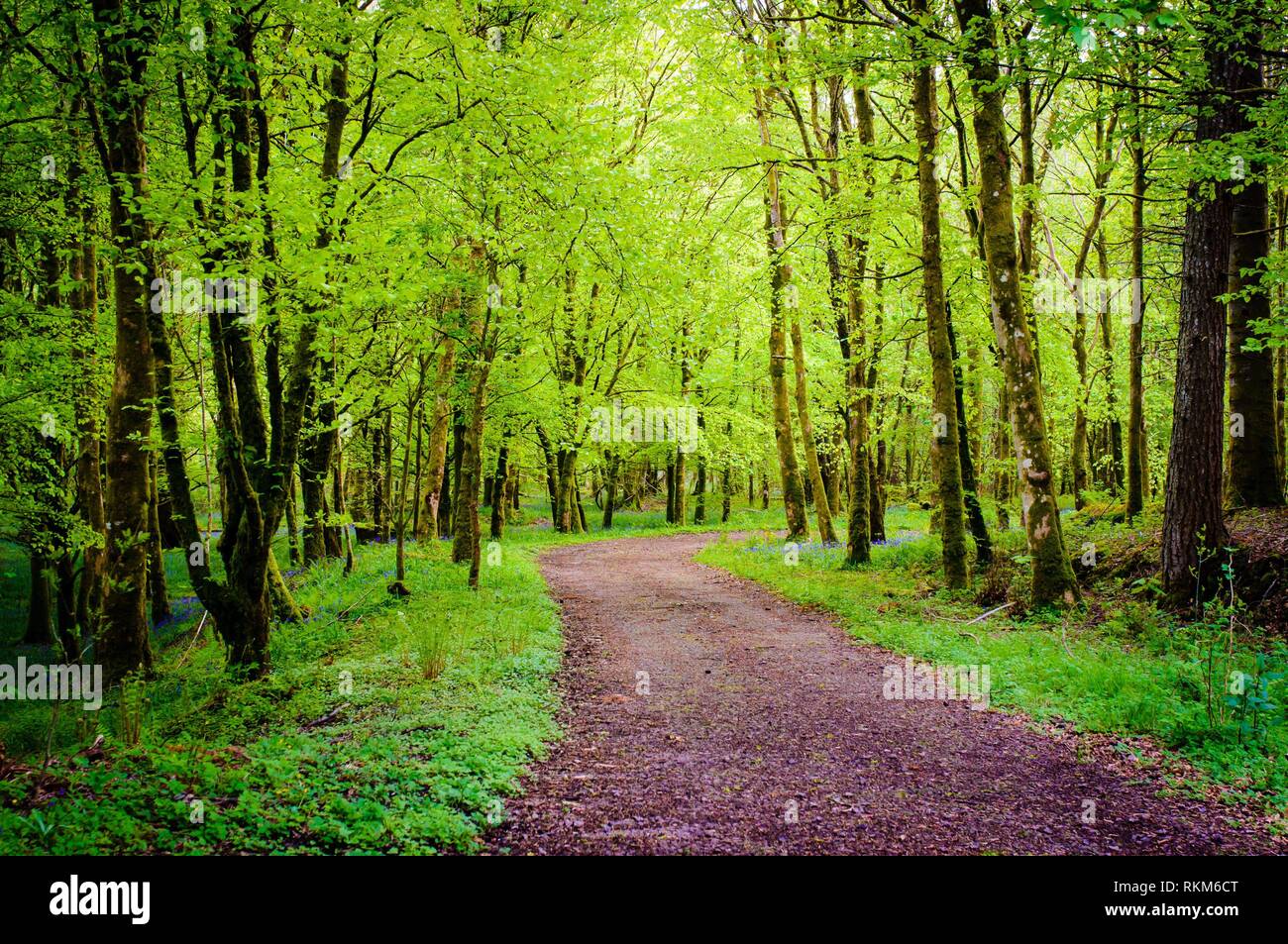 Woody footpath hi-res stock photography and images - Alamy