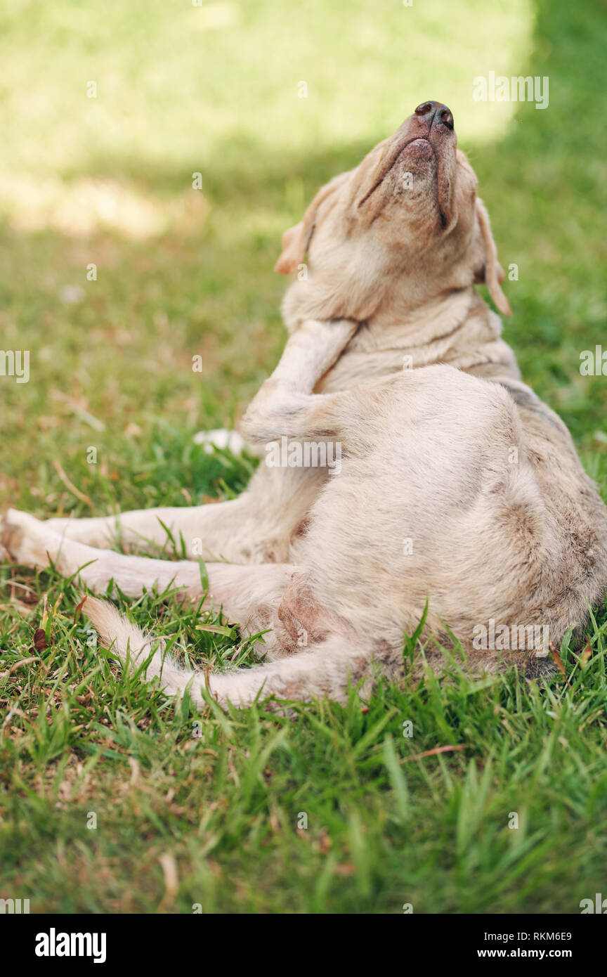 Dog scratching himself on green park grass Stock Photo - Alamy