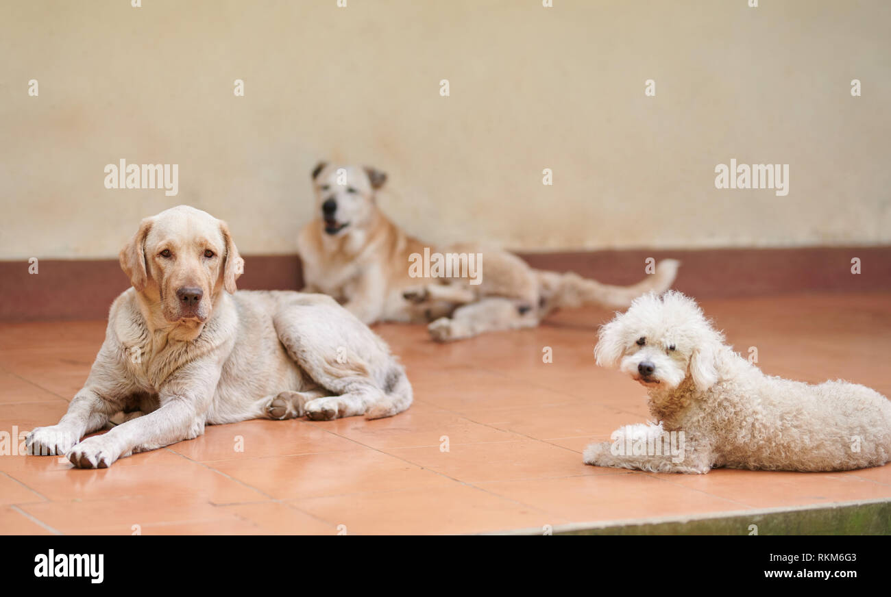 Group stray dogs hi-res stock photography and images - Alamy